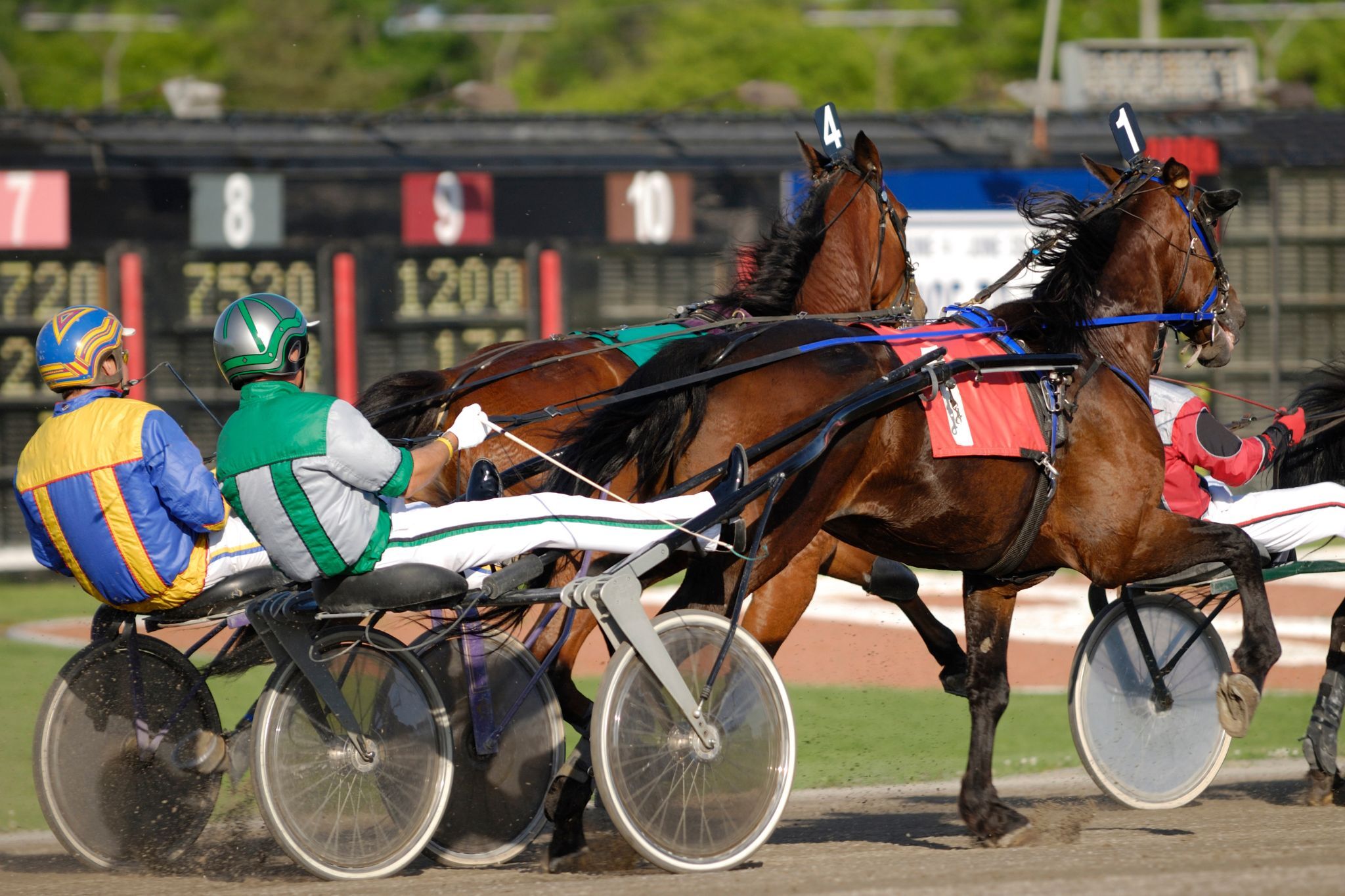 The Equine Need for Speed: Fastest Horses Revealed - Horse Rookie