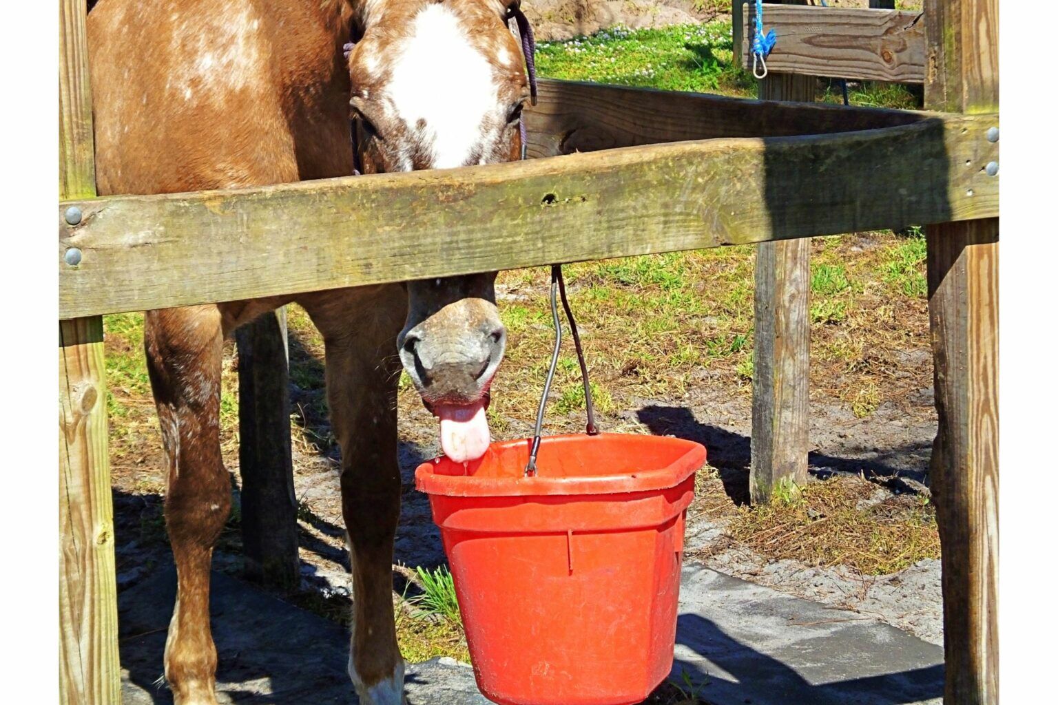 3 Best Water Buckets for Horses (Stall, Heated, Travel) - Horse Rookie