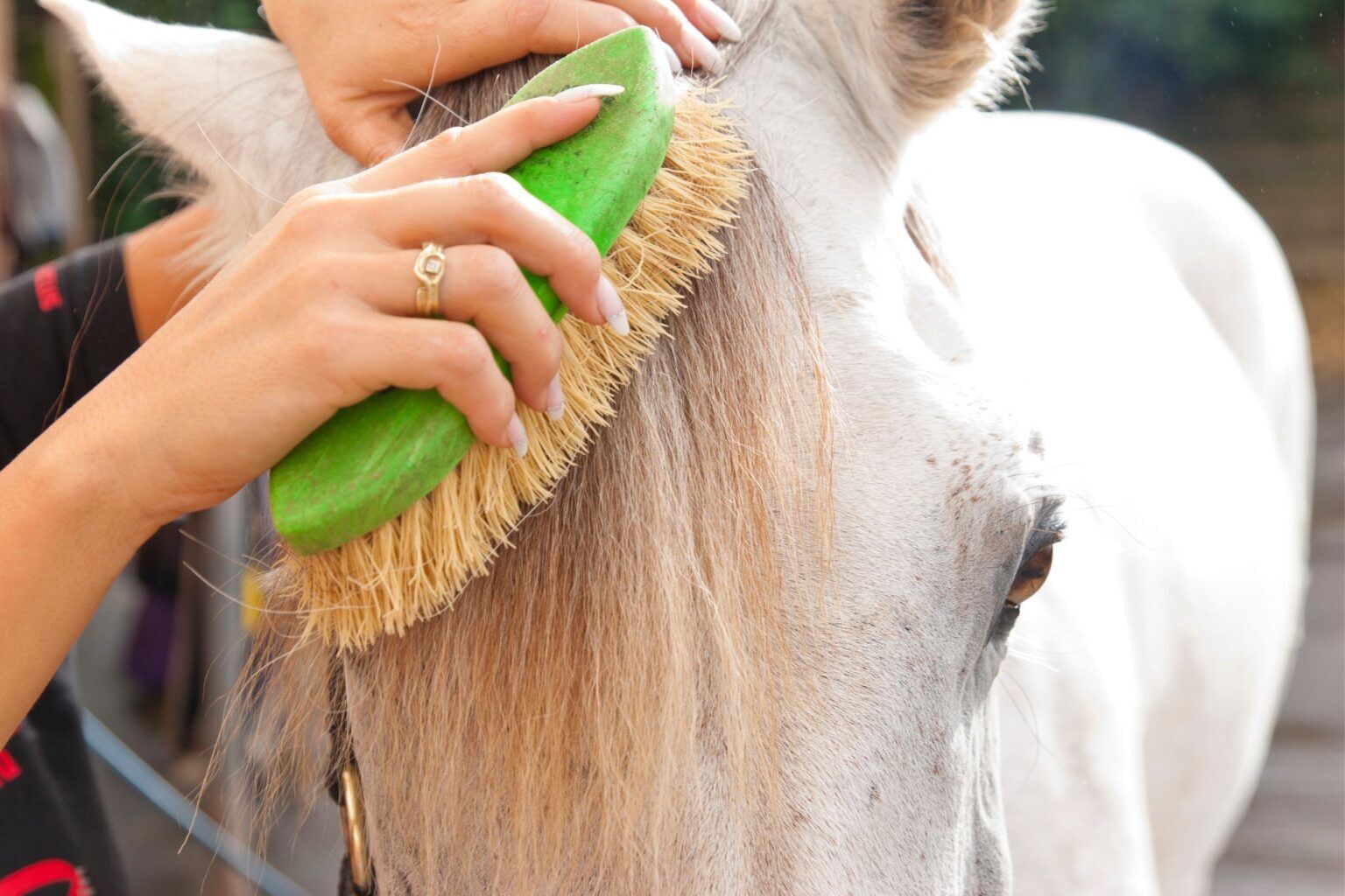 Magnificent Manes (Horse Hair Care, Braids, FAQs) - Horse Rookie