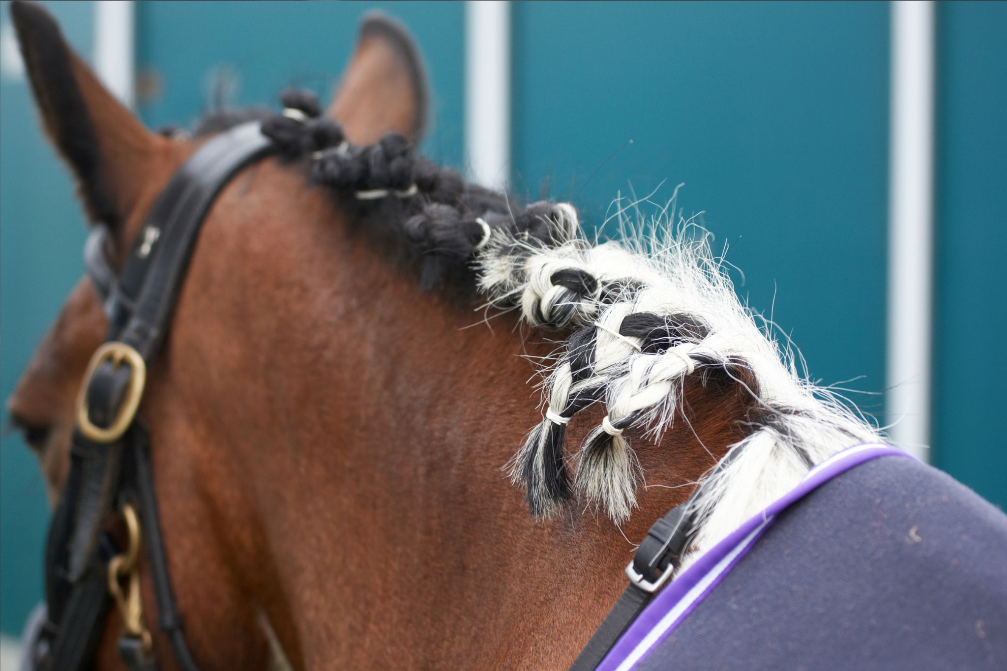 Magnificent Manes (Horse Hair Care, Braids, FAQs) - Horse Rookie