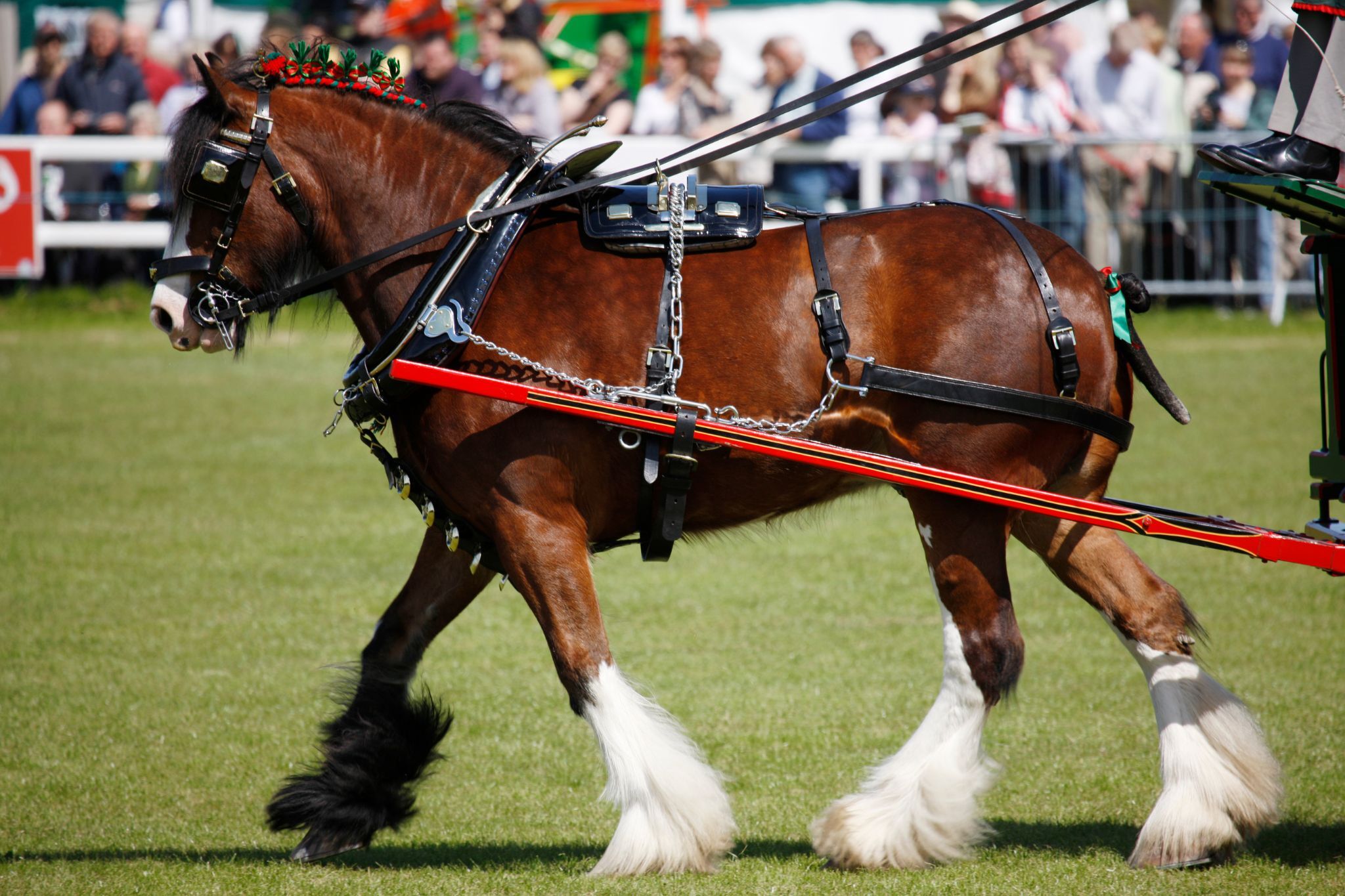 The Beginner's Breed Breakdown: 5 Types of Horses - Horse Rookie