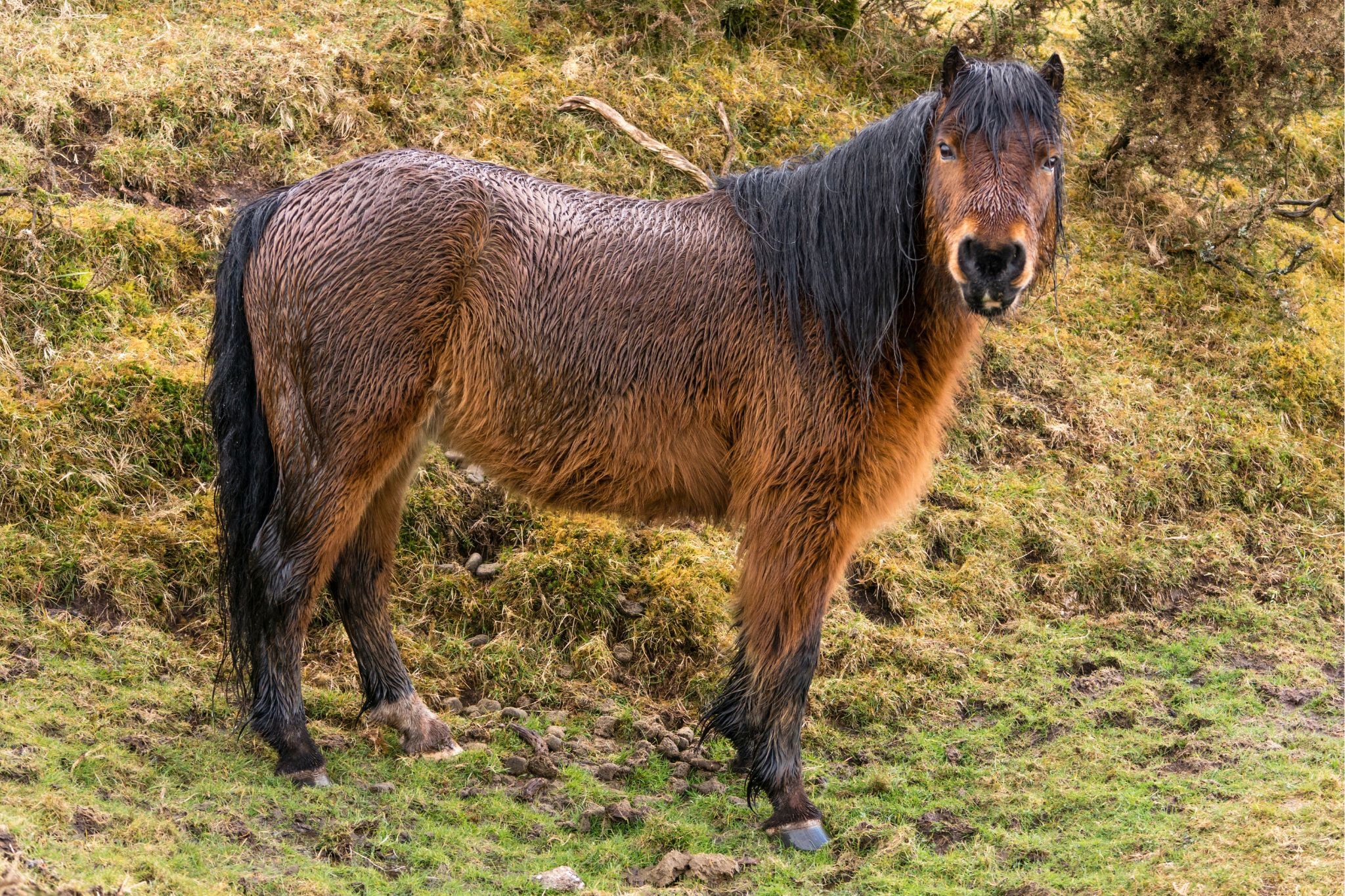 The Beginner's Breed Breakdown: 5 Types of Horses - Horse Rookie