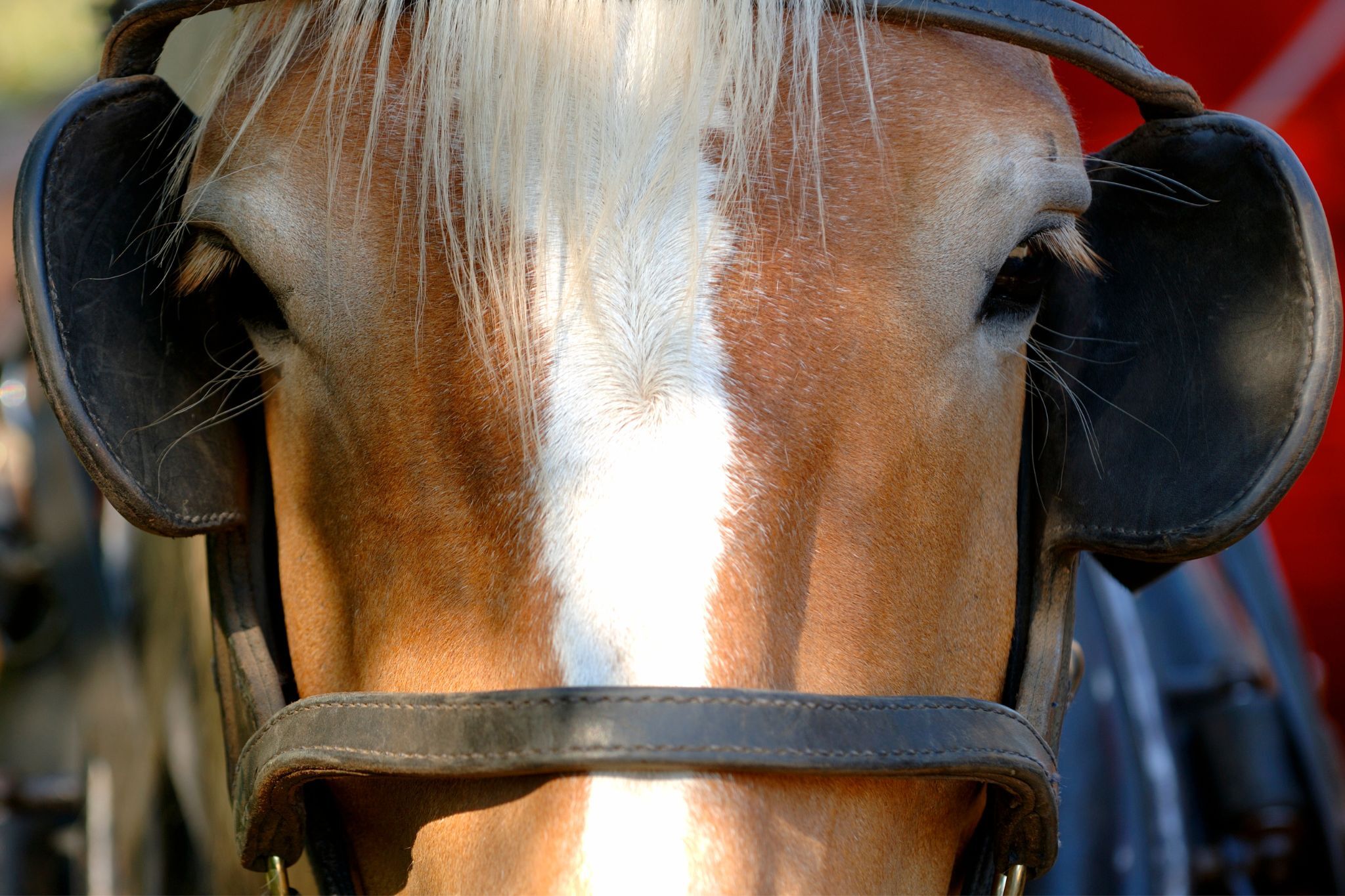 Focused or Flying Blind: Why Horses Wear Blinkers - Horse Rookie