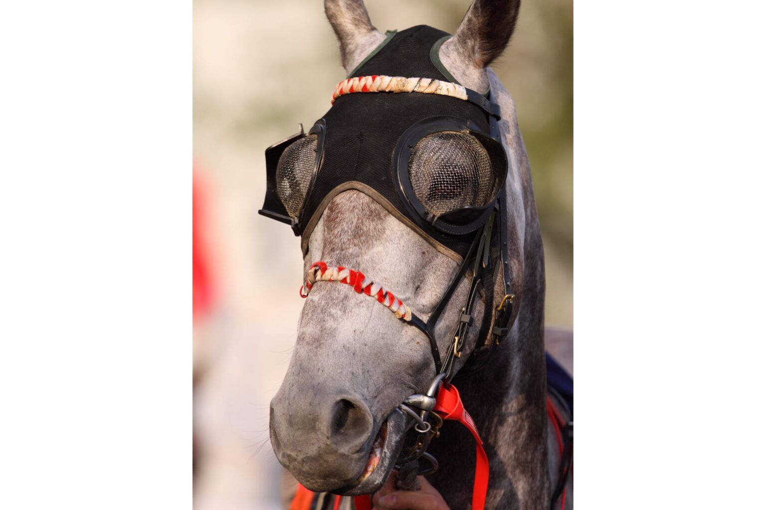 Focused or Flying Blind: Why Horses Wear Blinkers - Horse Rookie