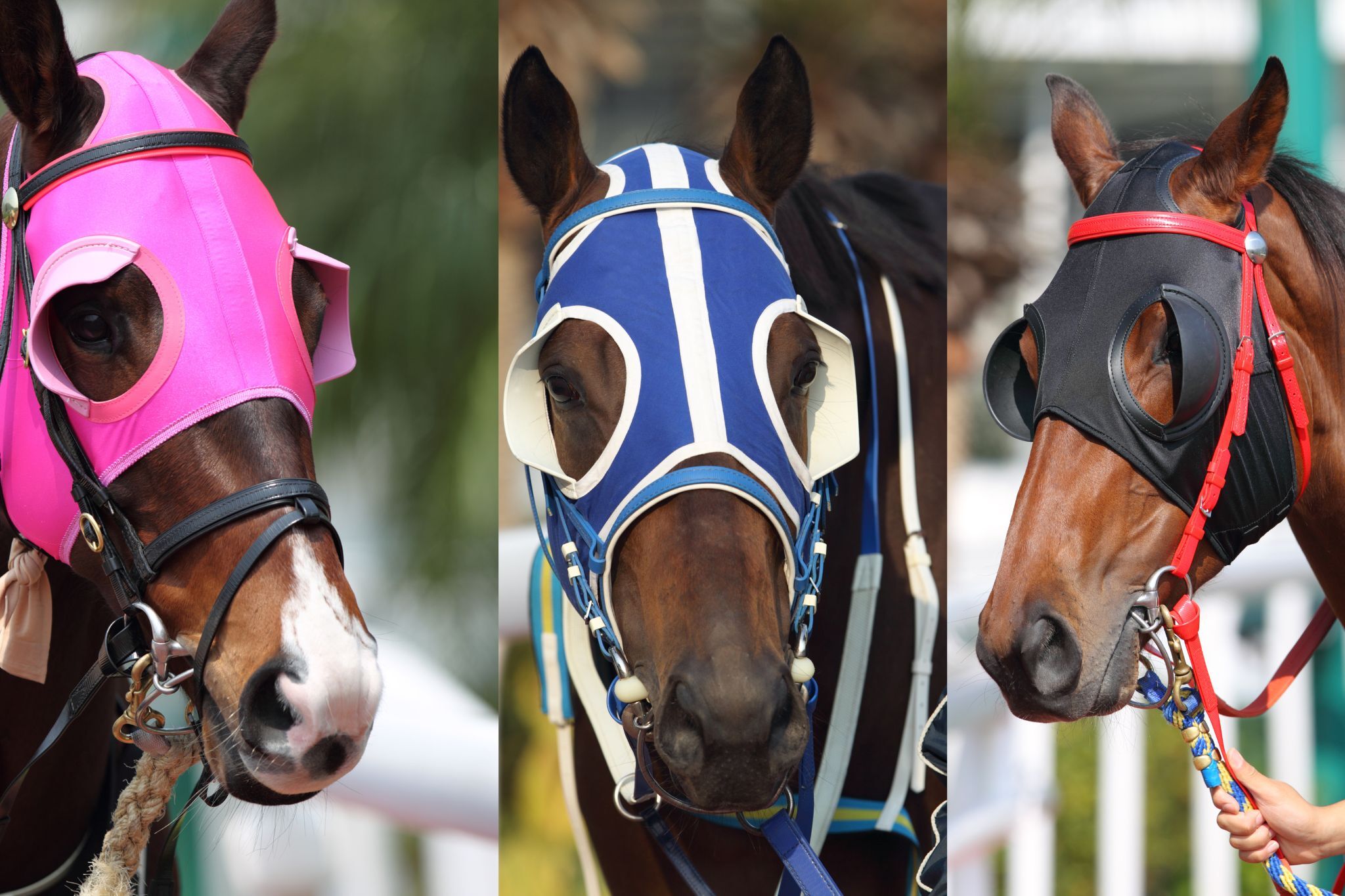Focused Or Flying Blind Why Horses Wear Blinkers Horse Rookie