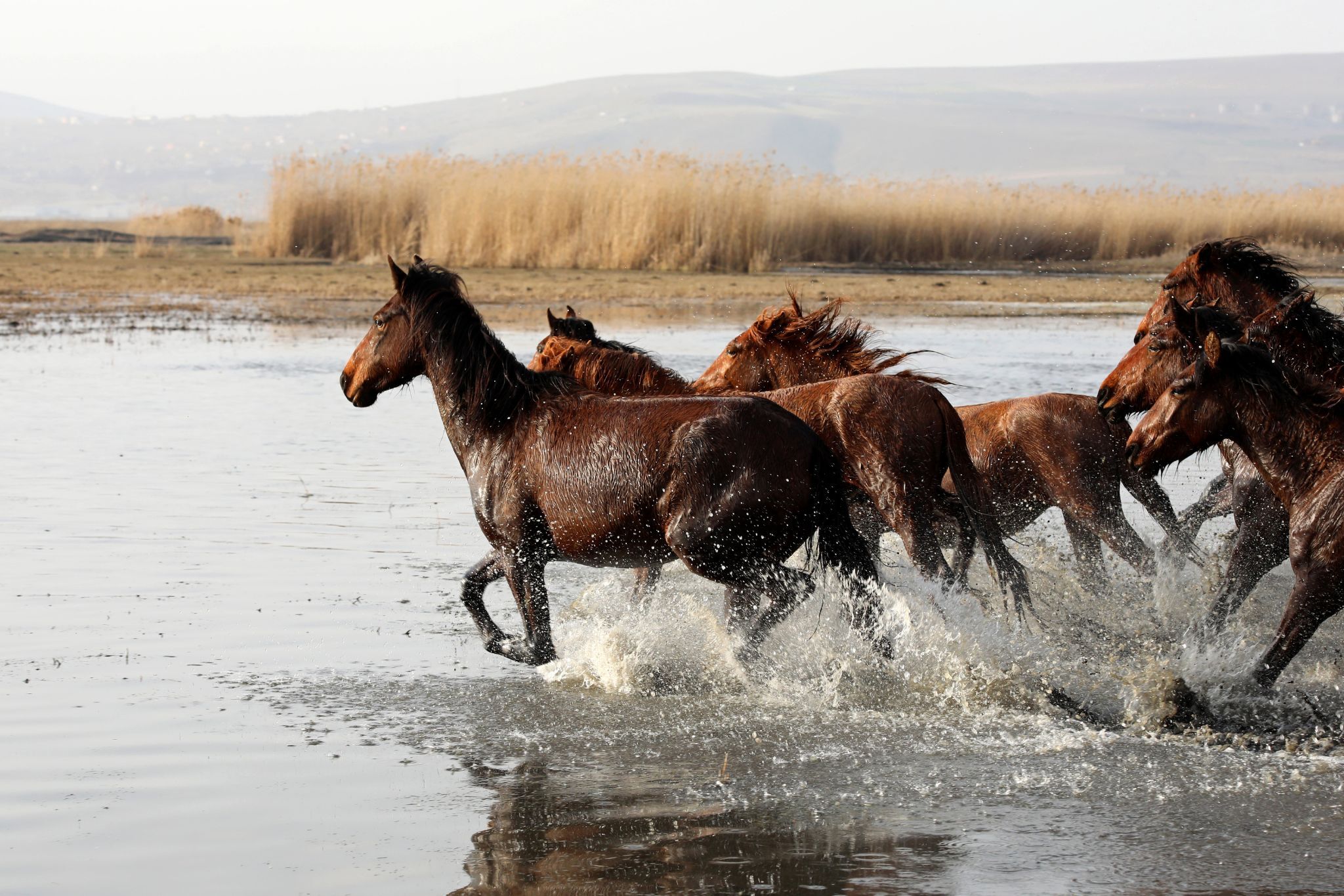 Mustang Coat Colors Demystified: Wild Horse Coats - Horse Rookie
