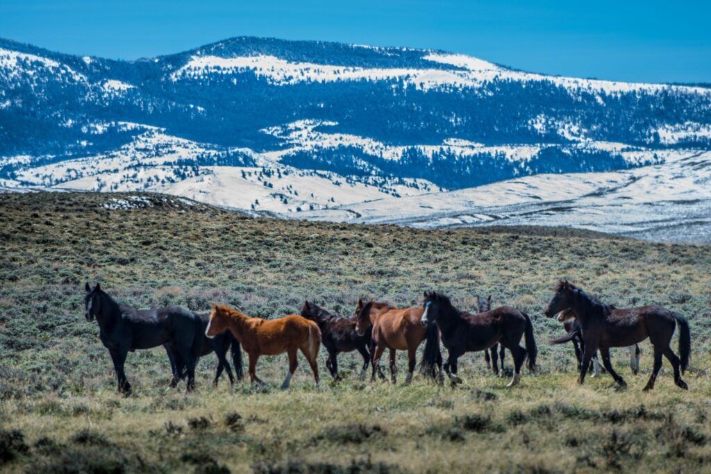 Mustang Coat Colors Demystified: Wild Horse Coats - Horse Rookie