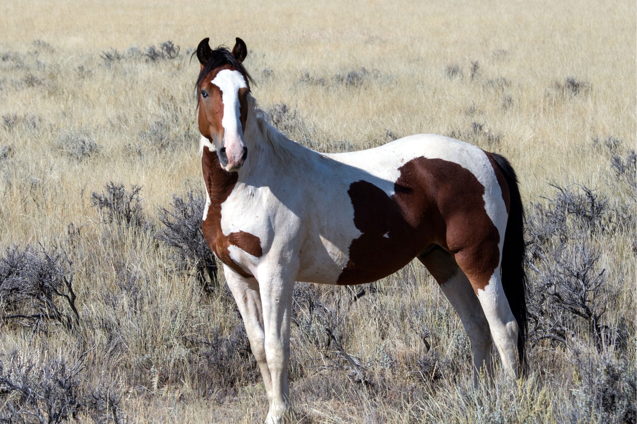 Feral to Finished: Training the Wild Mustang - Horse Rookie