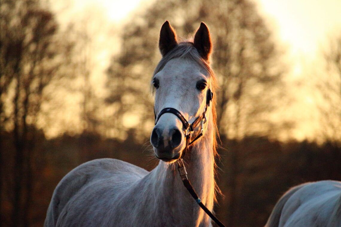 Rookie Real Life: A Pre Purchase Exam Case Study - Horse Rookie