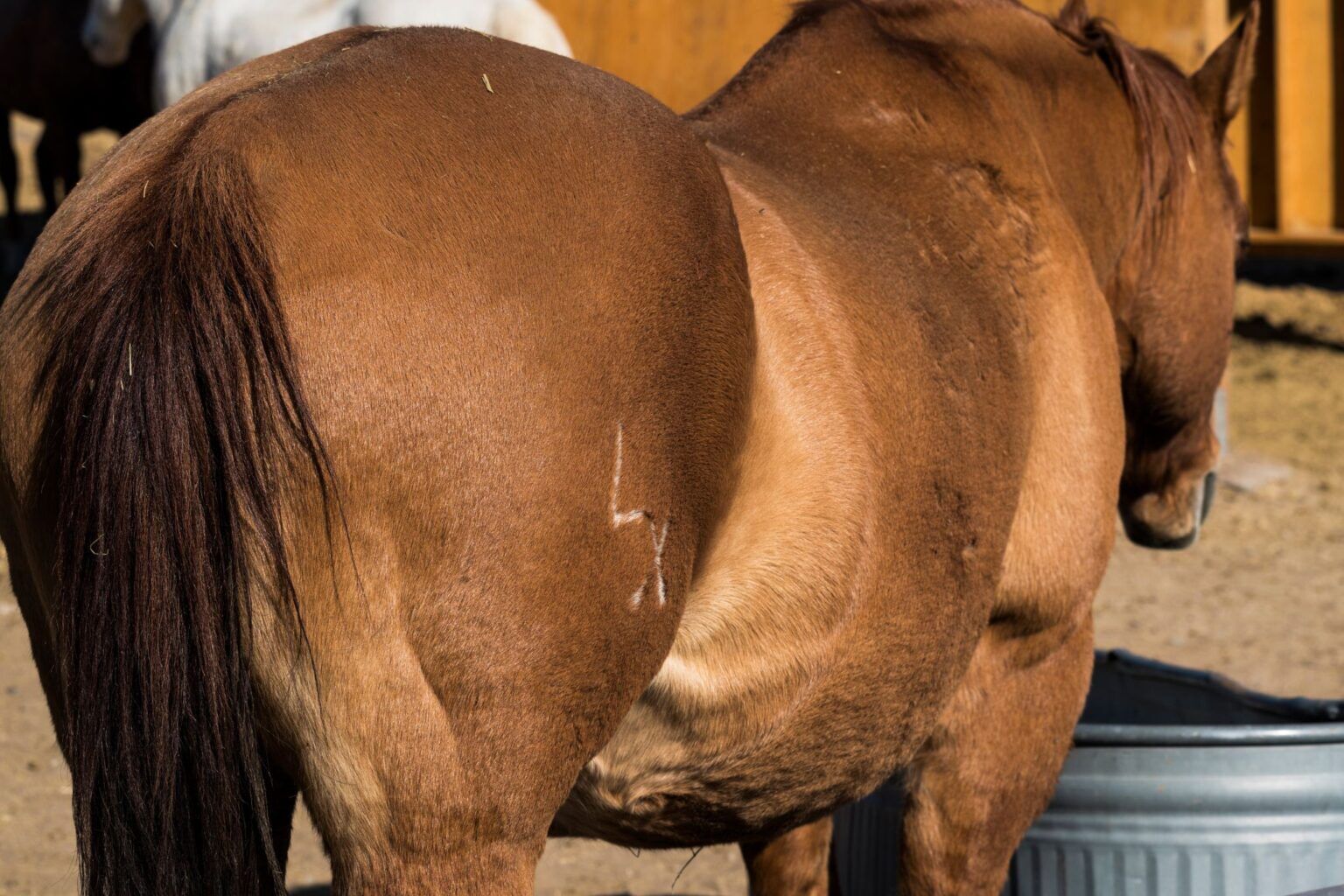 Brand Inspection Basics: Make Horse Ownership Obvious - Horse Rookie