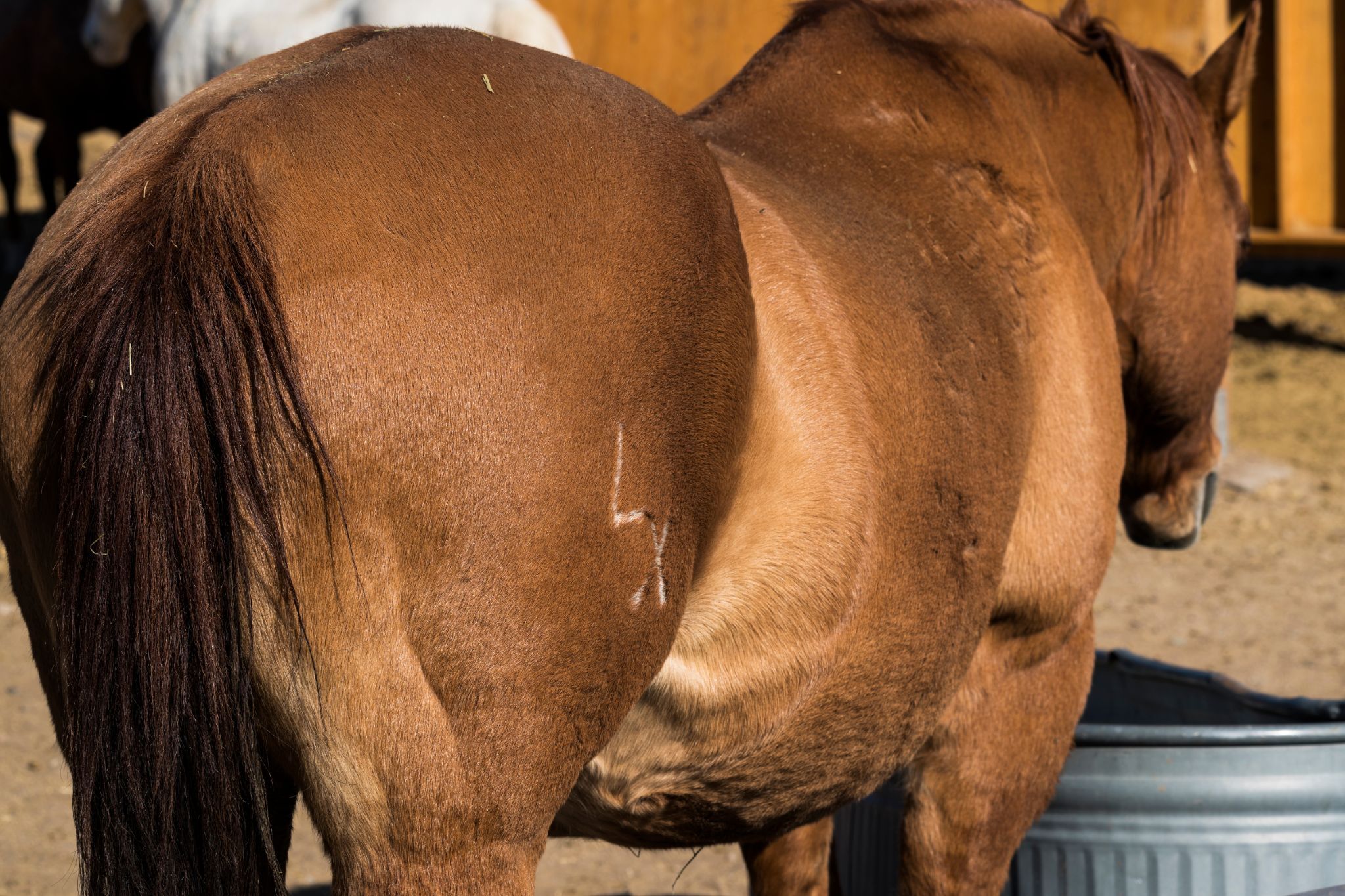 Brand Inspection Basics: Make Horse Ownership Obvious - Horse Rookie