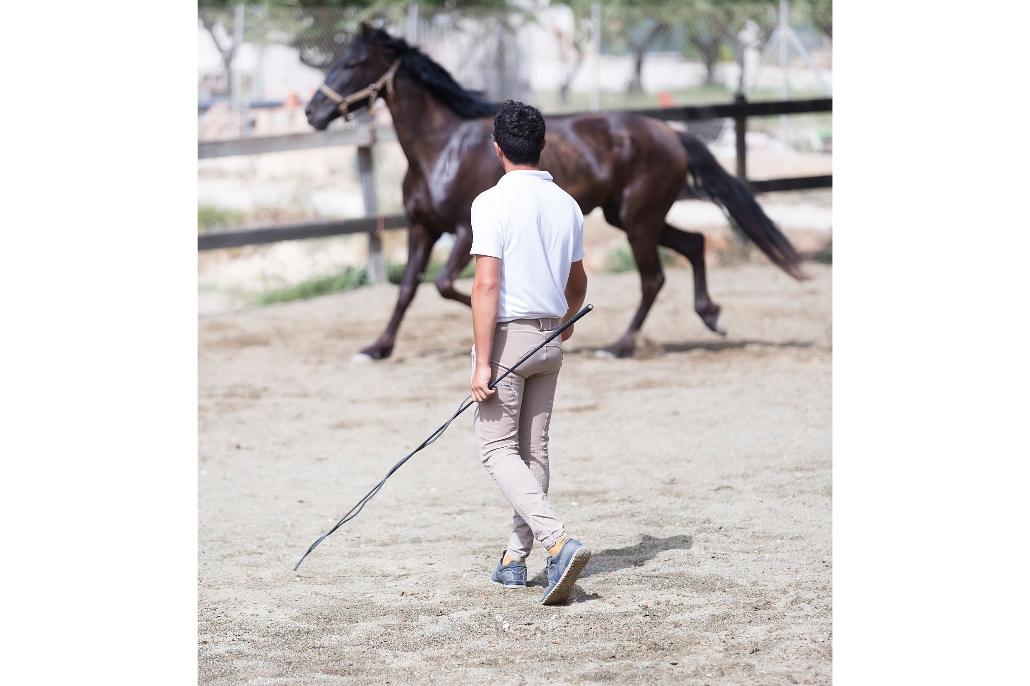 Feral to Finished: Training the Wild Mustang - Horse Rookie