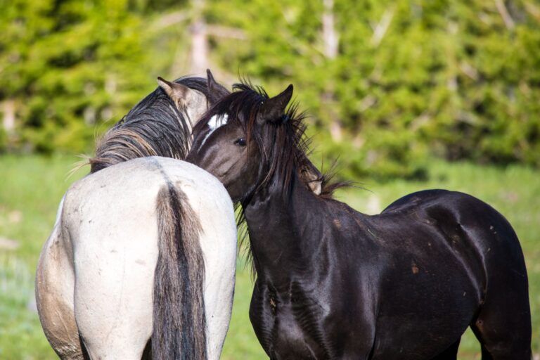 Feral to Finished: Training the Wild Mustang - Horse Rookie