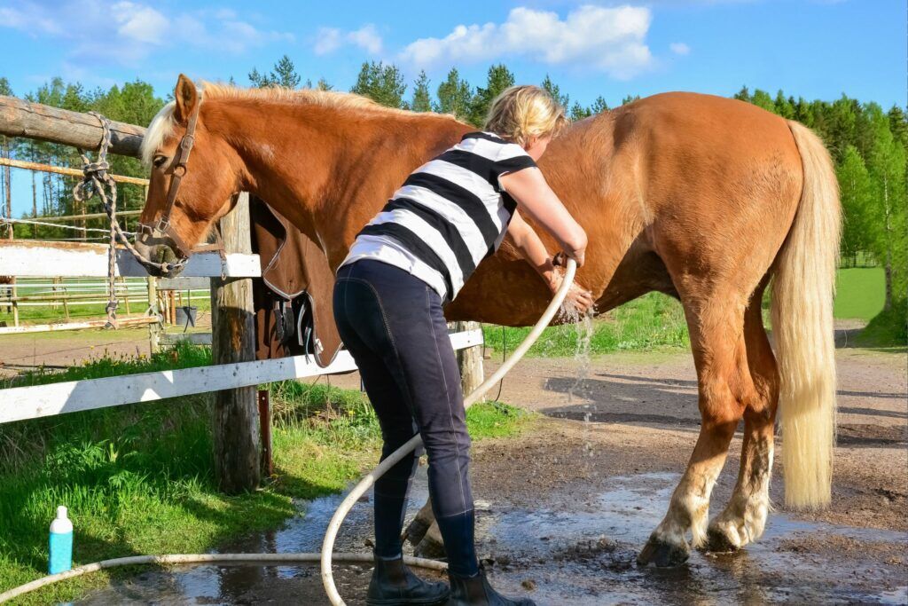 Come Clean: What to Know About Horse Wash Racks - Horse Rookie