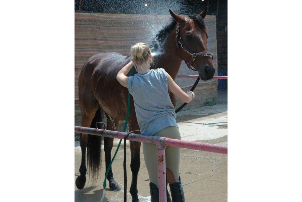 Come Clean: What to Know About Horse Wash Racks - Horse Rookie