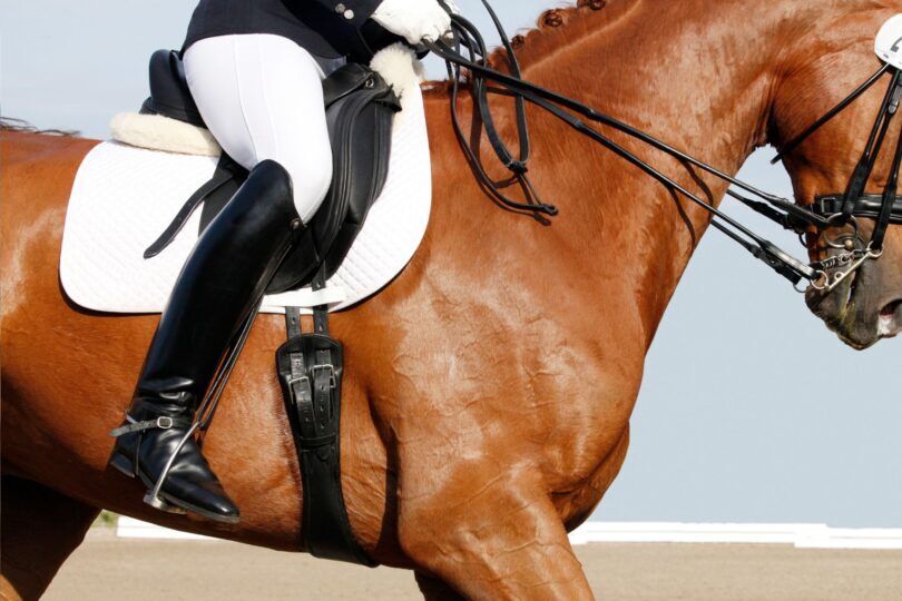 17 Different Types of Saddles (When to Use Which One) - Horse Rookie