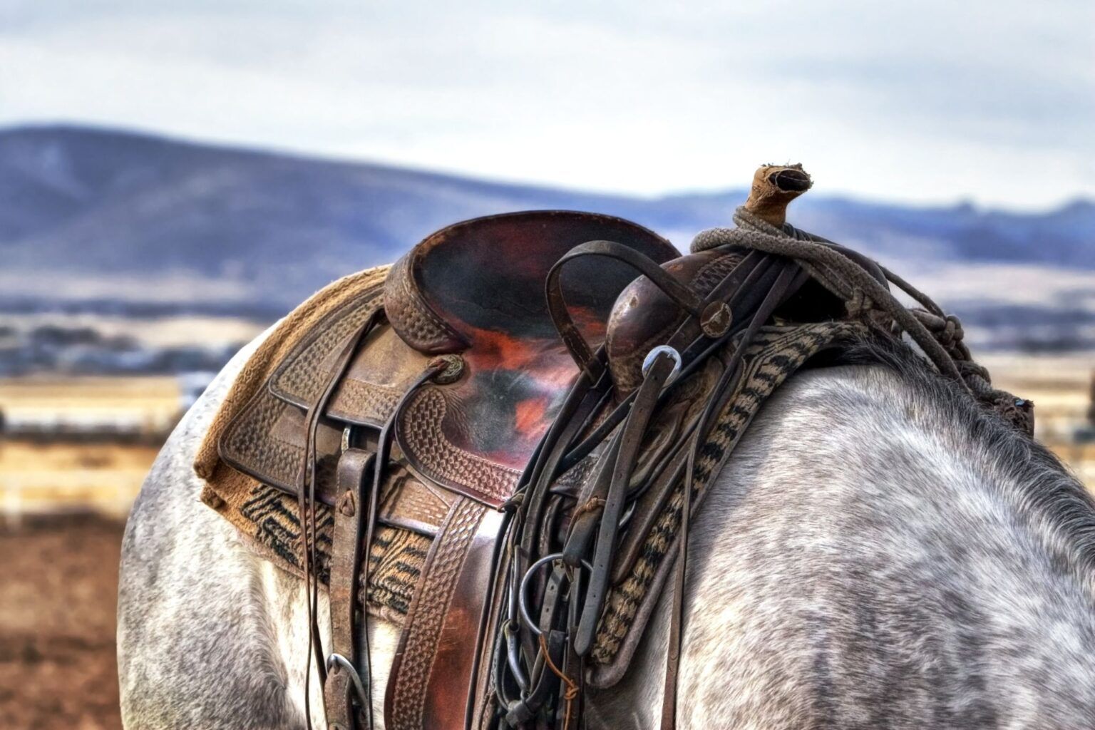 17 Different Types of Saddles (When to Use Which One) - Horse Rookie