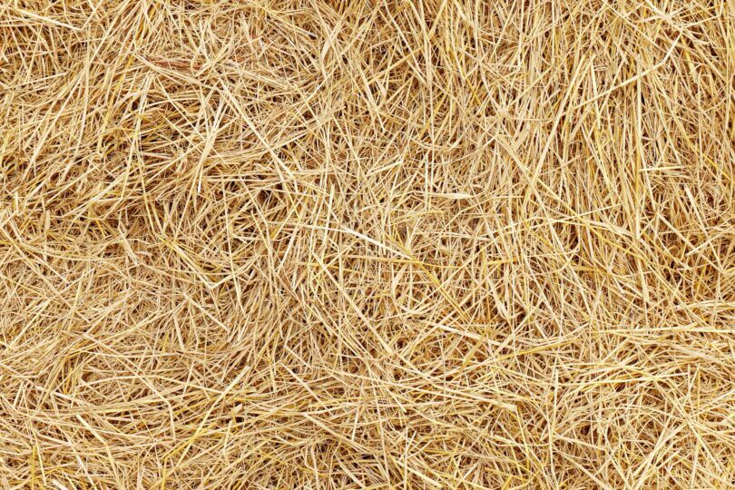 Putting the Horse Straw vs. Shavings Debate to Bed - Horse Rookie