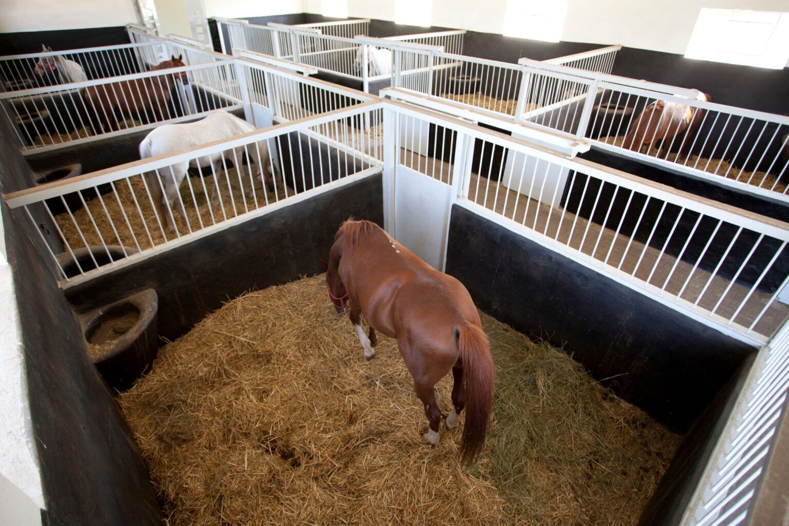 Putting the Horse Straw vs. Shavings Debate to Bed - Horse Rookie
