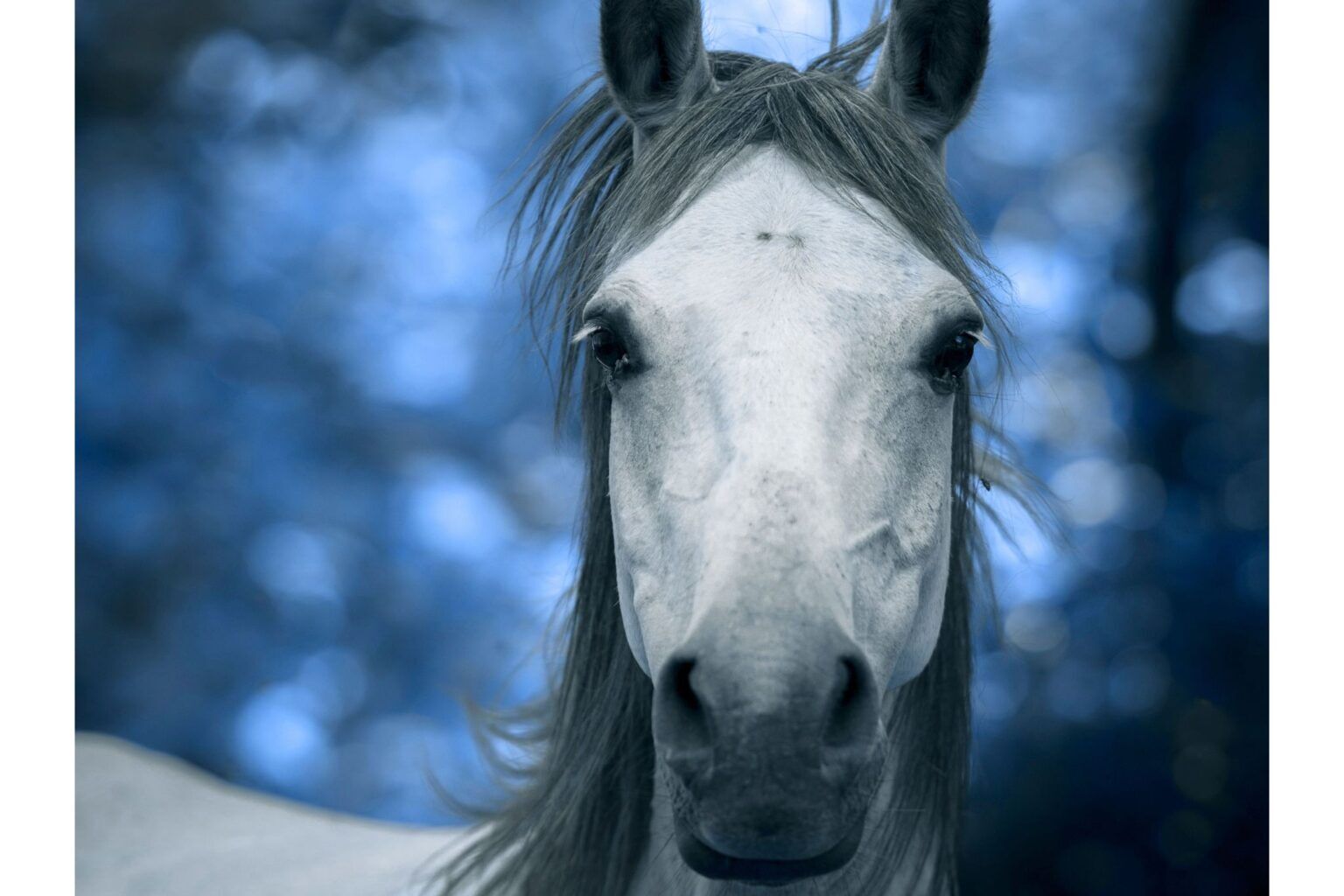 Fascinating Facts About the Magnificent Mustang Horse - Horse Rookie