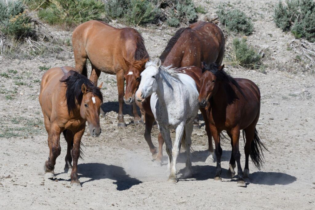 Fascinating Facts About the Magnificent Mustang Horse - Horse Rookie