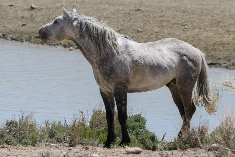 Fascinating Facts About the Magnificent Mustang Horse - Horse Rookie