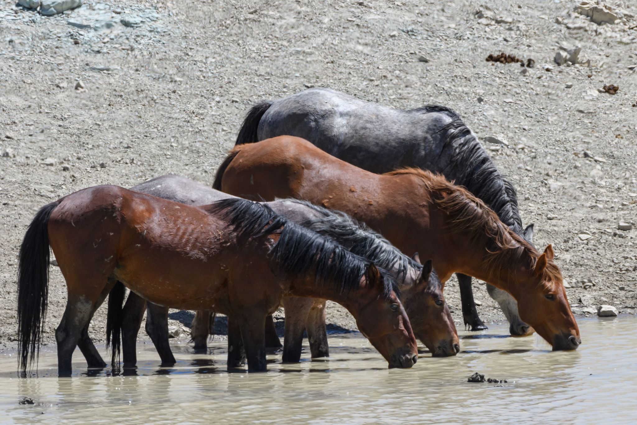 Fascinating Facts About the Magnificent Mustang Horse - Horse Rookie