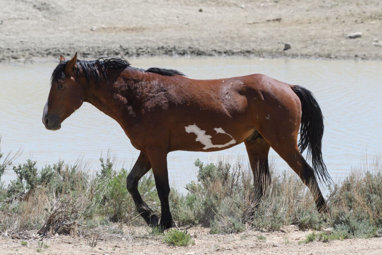 Fascinating Facts About the Magnificent Mustang Horse - Horse Rookie