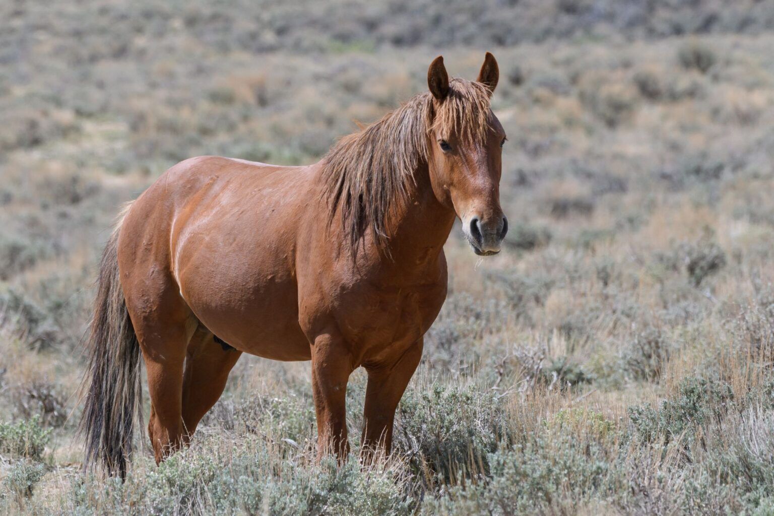 Fascinating Facts About the Magnificent Mustang Horse - Horse Rookie