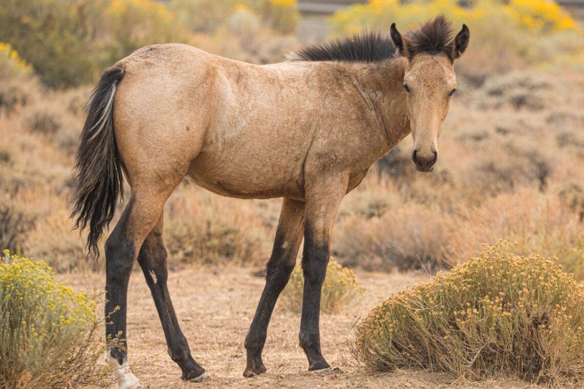 Fascinating Facts About the Magnificent Mustang Horse - Horse Rookie