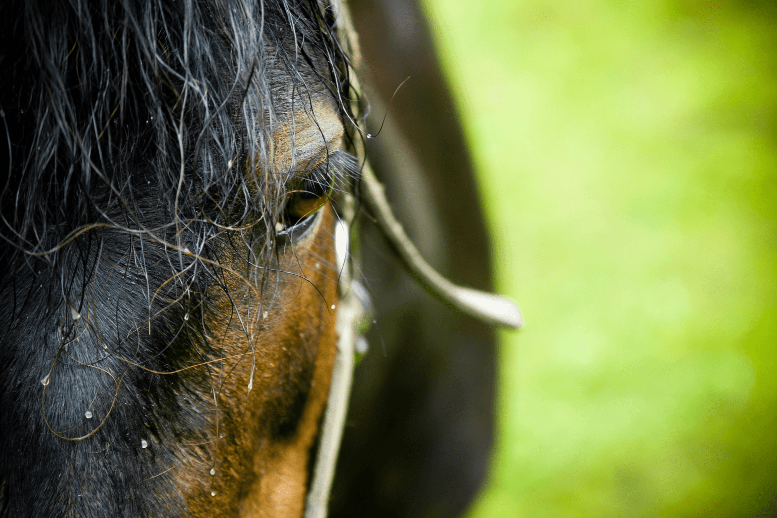 5 Bone-Dry Waterproof Horse Riding Boots - Horse Rookie