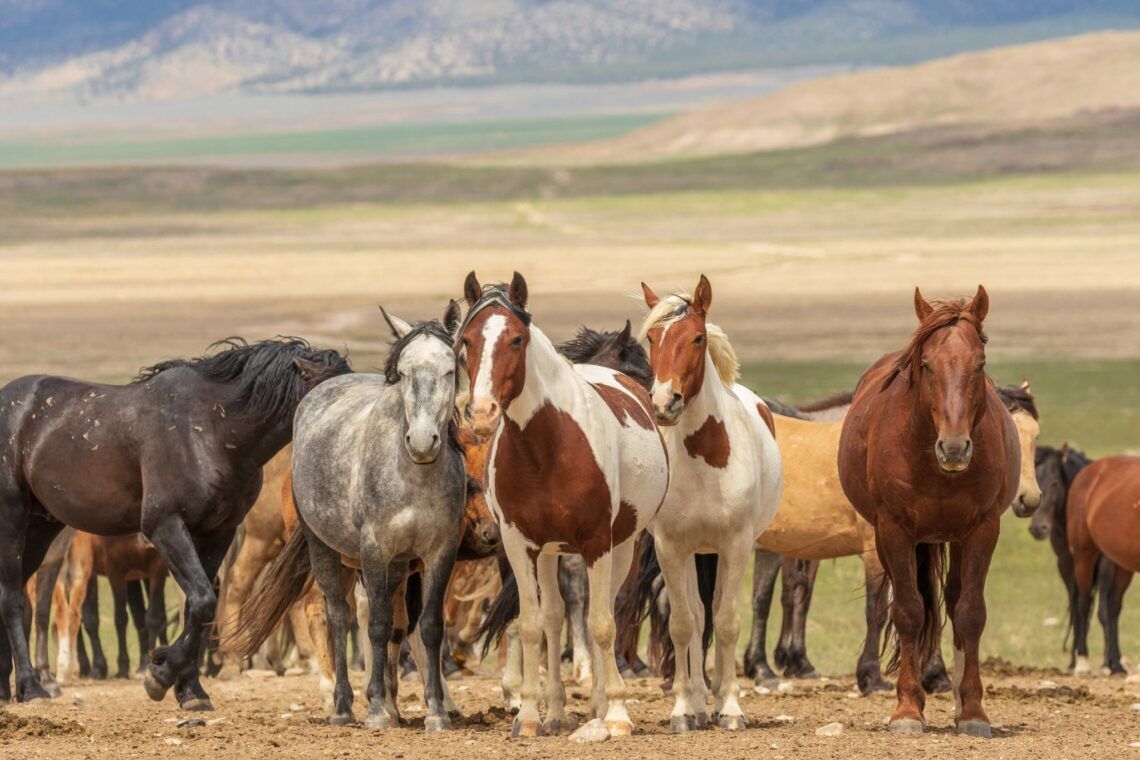 My 10-Year Love Affair With Leon Liversage Trail Saddles - Horse Rookie