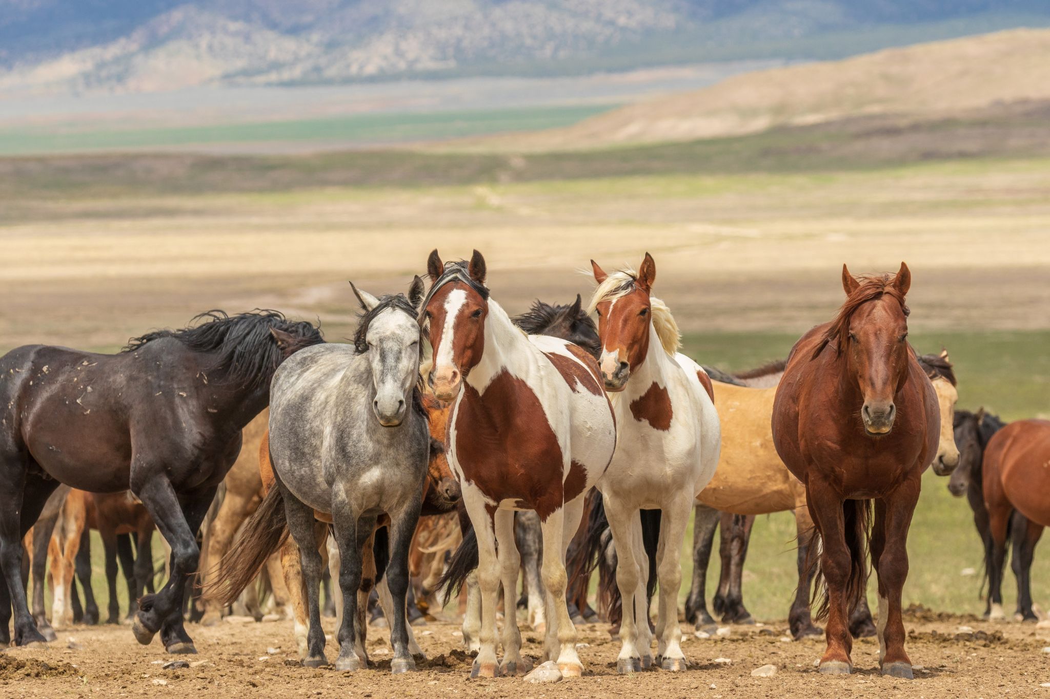 My 10-Year Love Affair With Leon Liversage Trail Saddles - Horse Rookie
