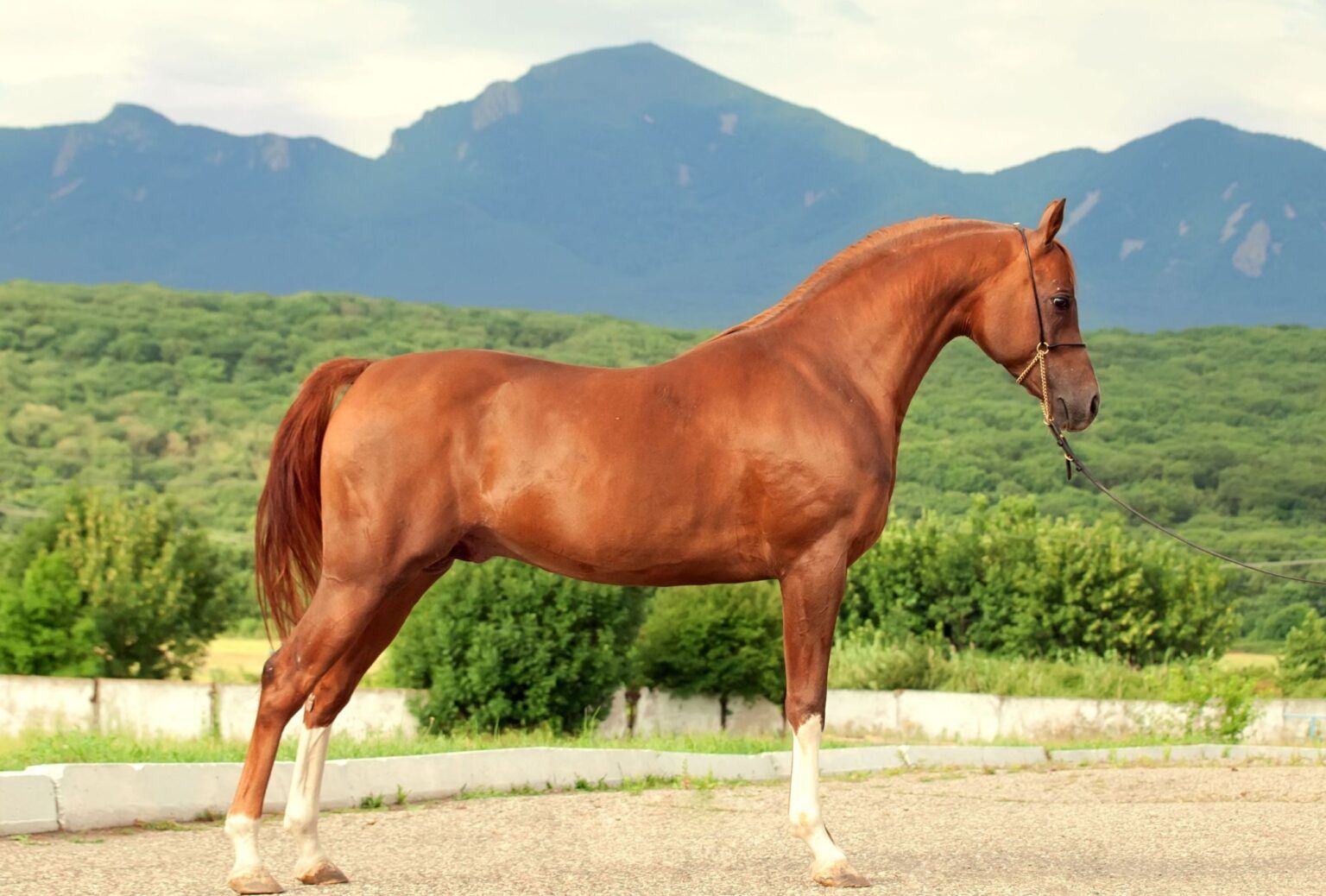 Breed Spotlight: The Ancient and Amazing Arabian Horse - Horse Rookie