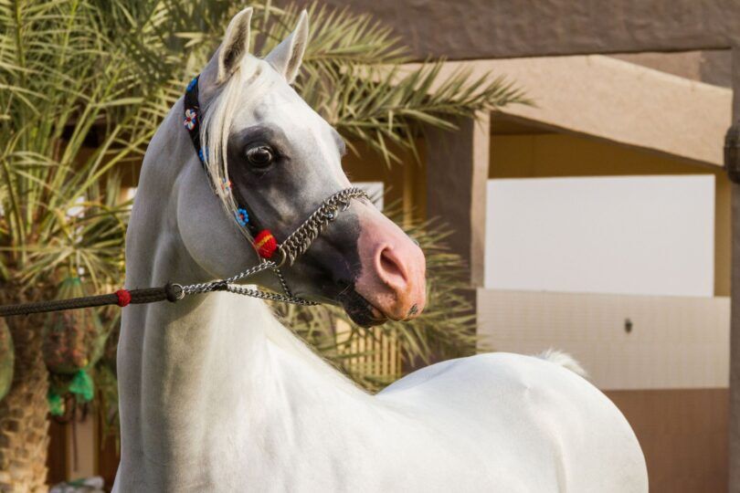 Breed Spotlight: The Ancient and Amazing Arabian Horse - Horse Rookie