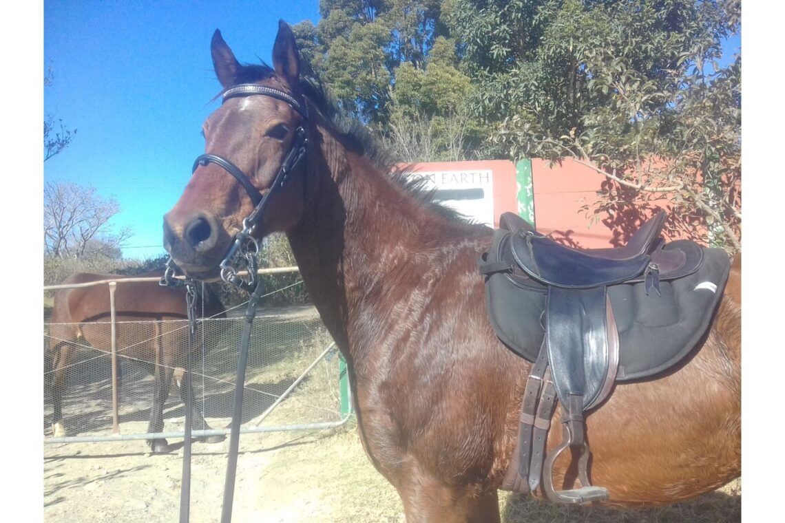 My 10-Year Love Affair With Leon Liversage Trail Saddles - Horse Rookie