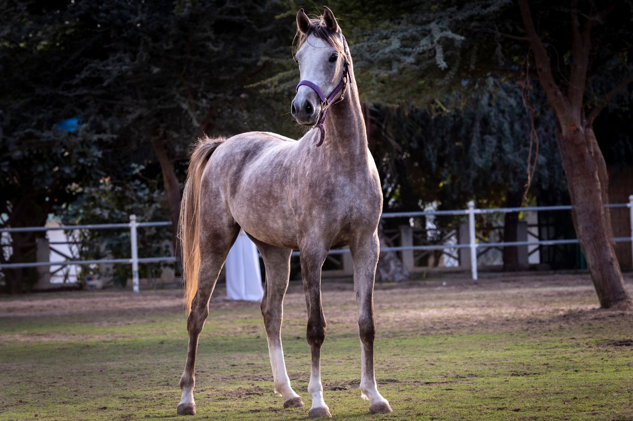 Breed Spotlight: The Ancient and Amazing Arabian Horse - Horse Rookie