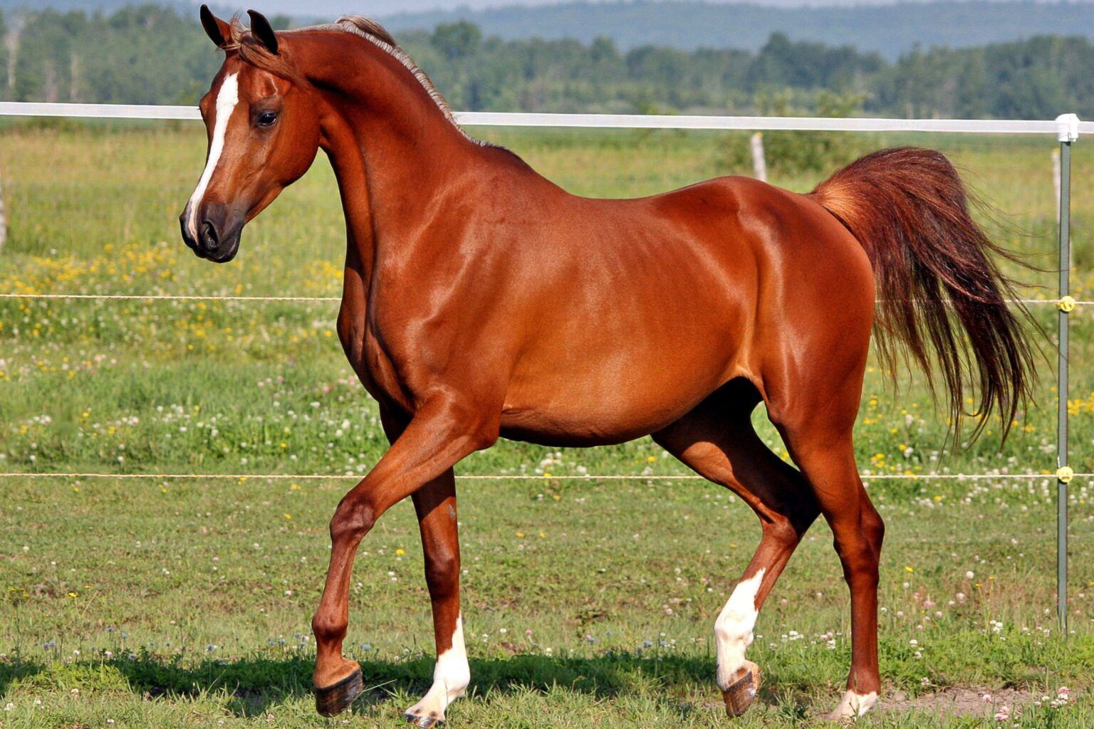 Breed Spotlight: The Ancient and Amazing Arabian Horse - Horse Rookie