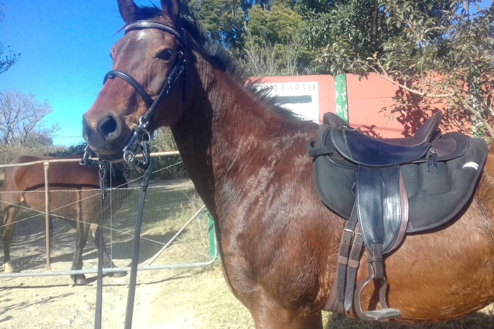 My 10-Year Love Affair With Leon Liversage Trail Saddles - Horse Rookie