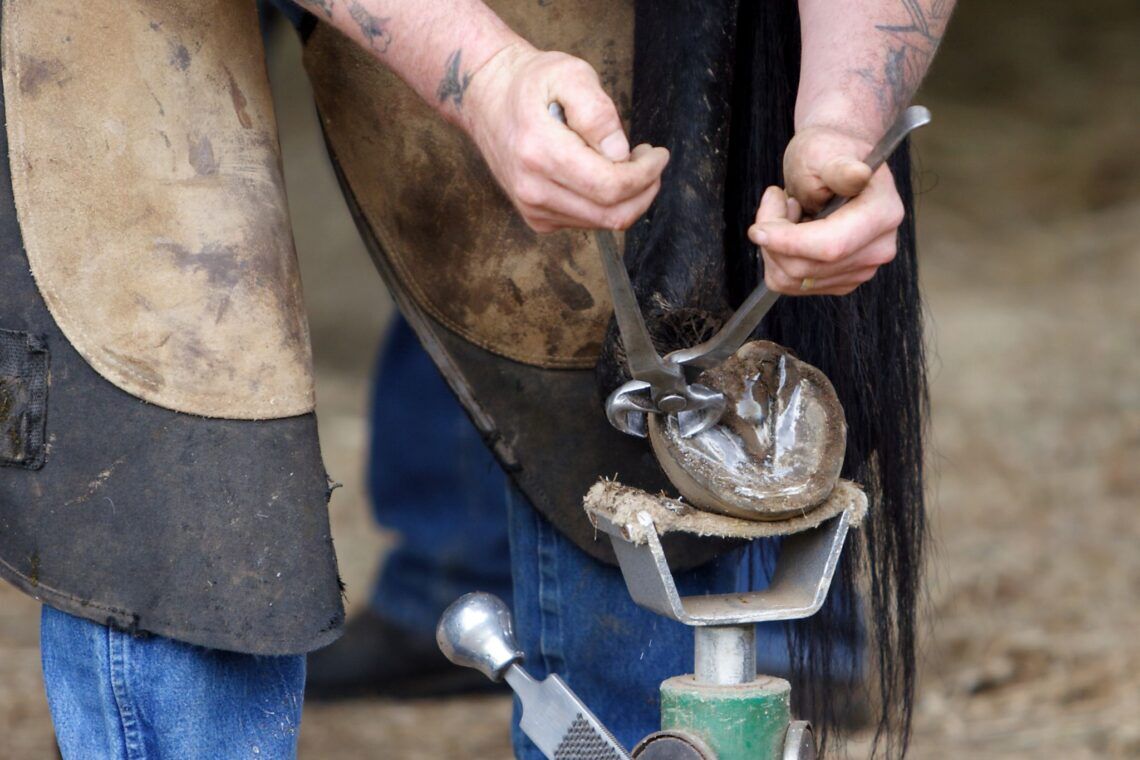 Tips for Finding a Fantastic Farrier - Horse Rookie
