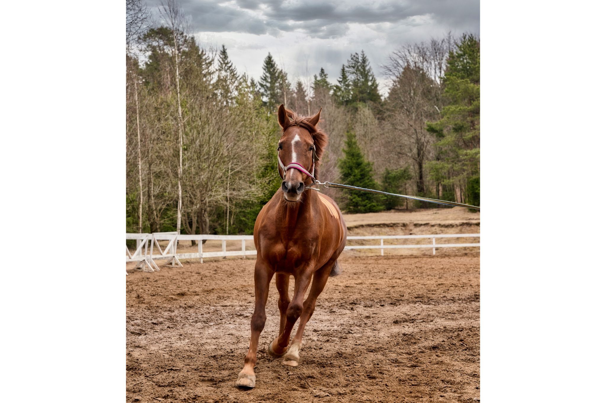 The Bright Side of Positive Reinforcement Horse Training - Horse Rookie
