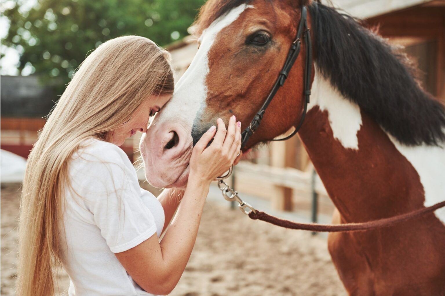 The Bright Side of Positive Reinforcement Horse Training - Horse Rookie