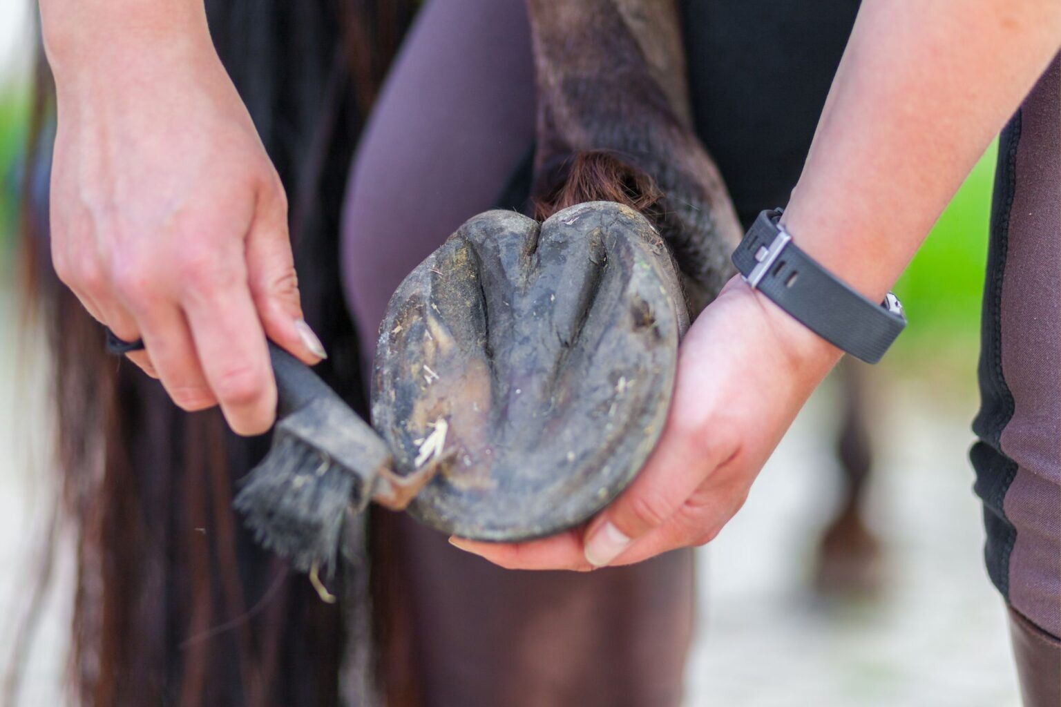 Horse Lameness Lingo (Simple Beginner's Glossary) - Horse Rookie