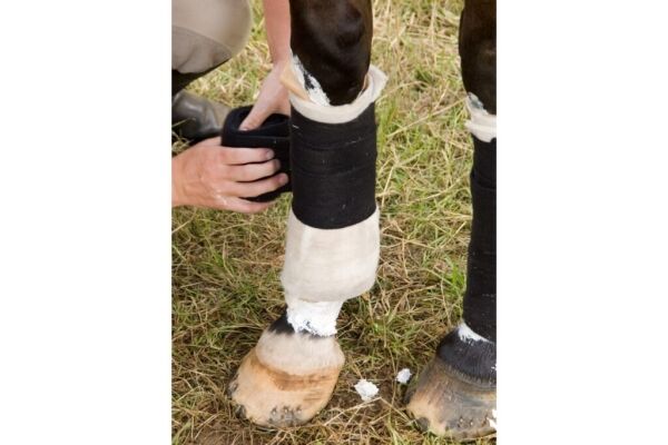 Horse Lameness Lingo (Simple Beginner's Glossary) - Horse Rookie