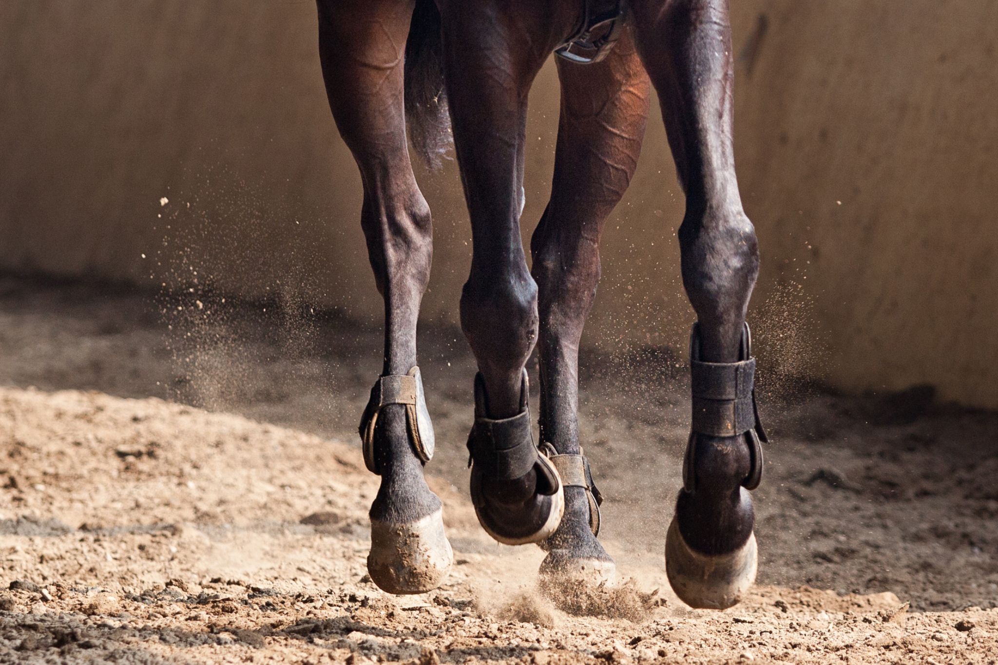 Get Pumped! Horse Conditioning Just Got Easier - Horse Rookie