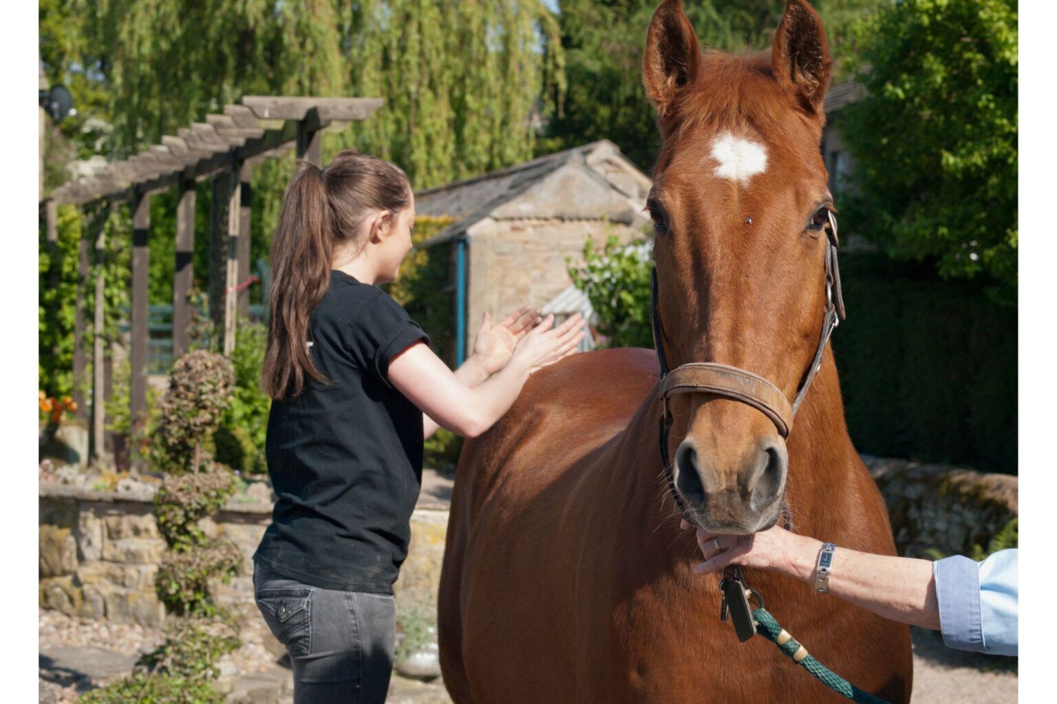 Horse Lameness Lingo (Simple Beginner's Glossary) - Horse Rookie