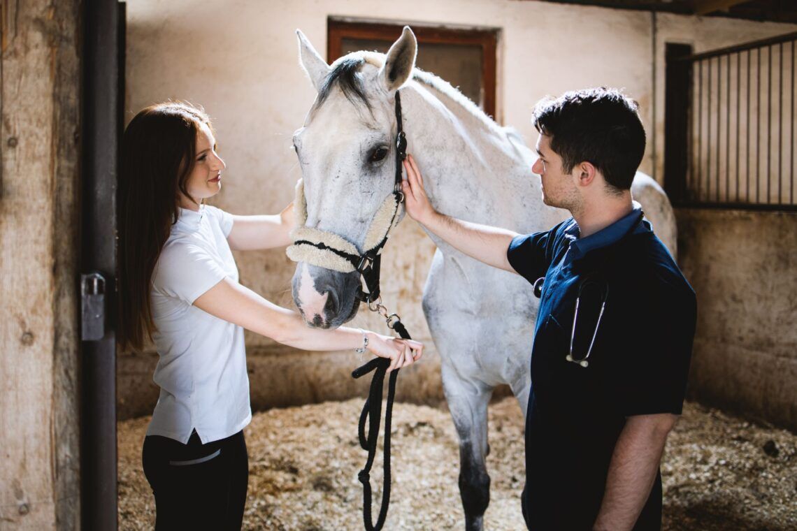 Horse Lameness Lingo (Simple Beginner's Glossary) - Horse Rookie