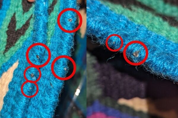 How to Pick the Perfect Western Horse Show Pad - Horse Rookie