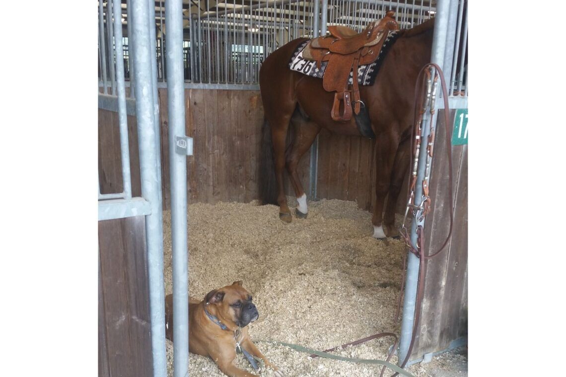 How to Pick the Perfect Western Horse Show Pad - Horse Rookie