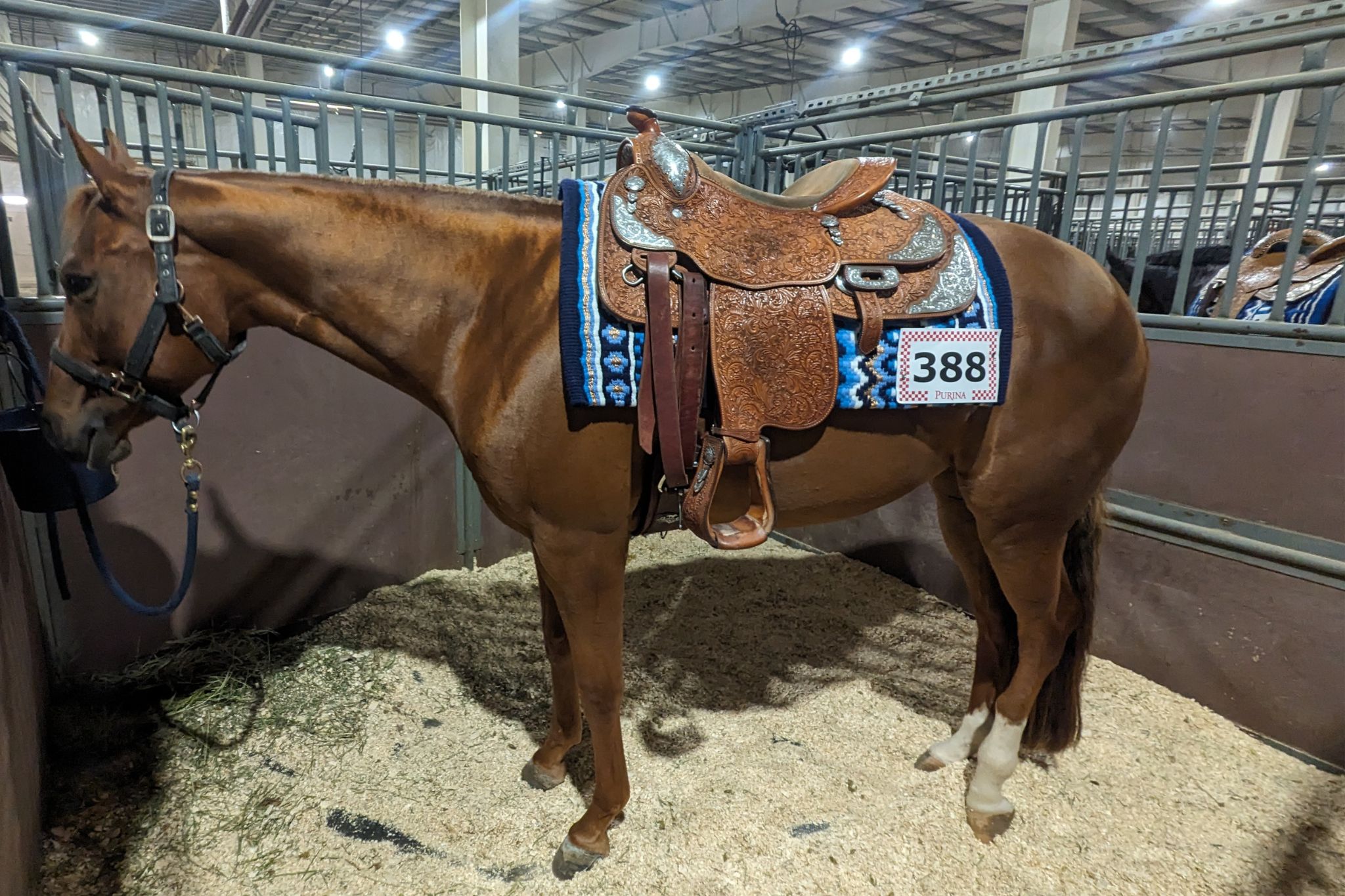 How to Pick the Perfect Western Horse Show Pad - Horse Rookie